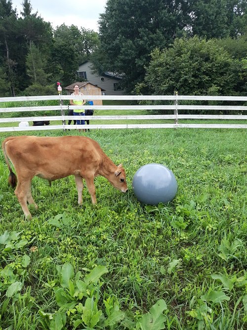 Farm Update for August 18th, 2020 – Skyline Pastures